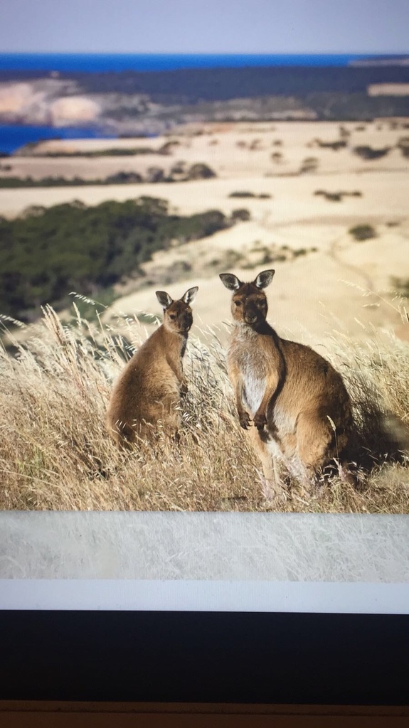Kangaroo Island Kangaroo from 5223, , SA, AU on March 15, 2018 at 03:13 ...