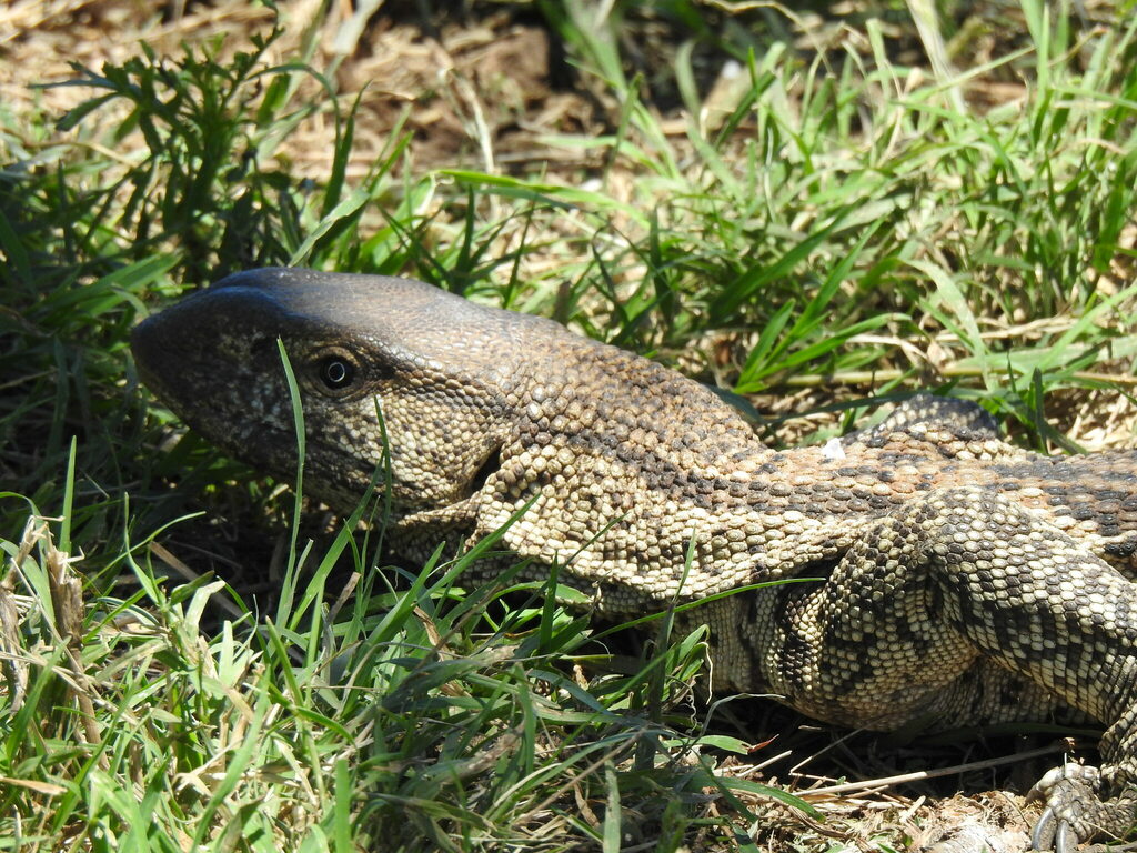 White-throated monitor from Chris Hani District Municipality, South ...