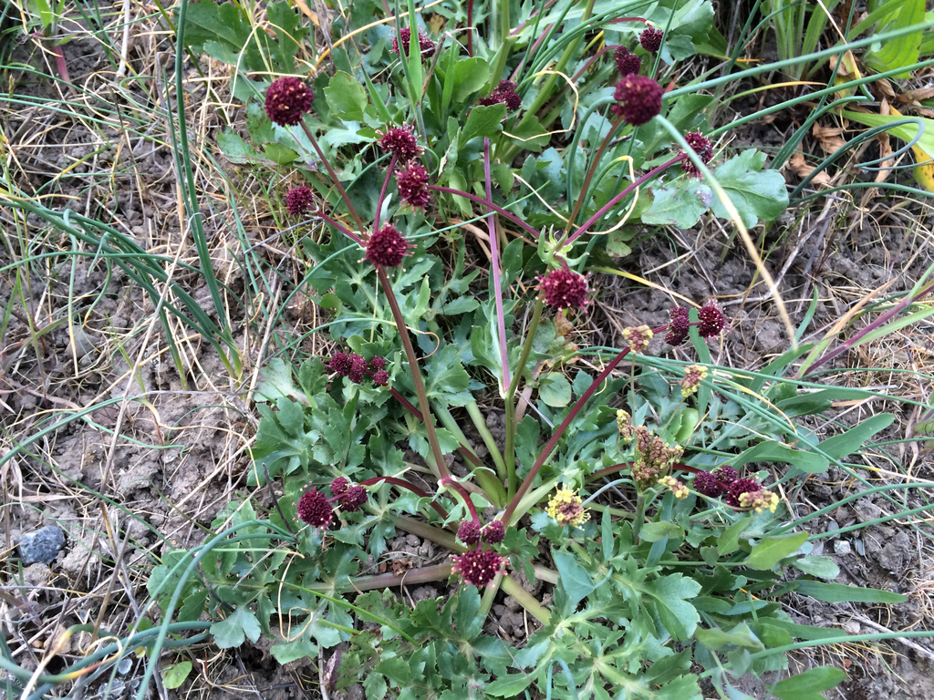 Purple Sanicle from Scenic Dr, Oak Bay, BC, CA on April 13, 2016 at 07: ...