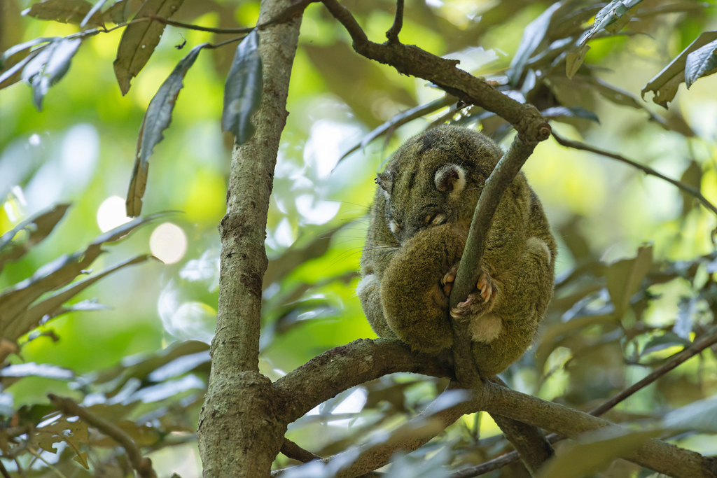 Green Ringtail from Fig Tree Road, East Barron QLD 4883, Australia on ...