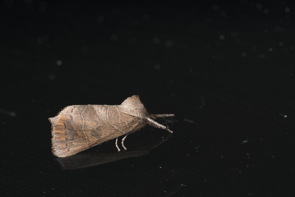 Clostera restitura from 台灣南投縣鳳凰自然教育園區 on November 9, 2023 at 04:33 AM ...