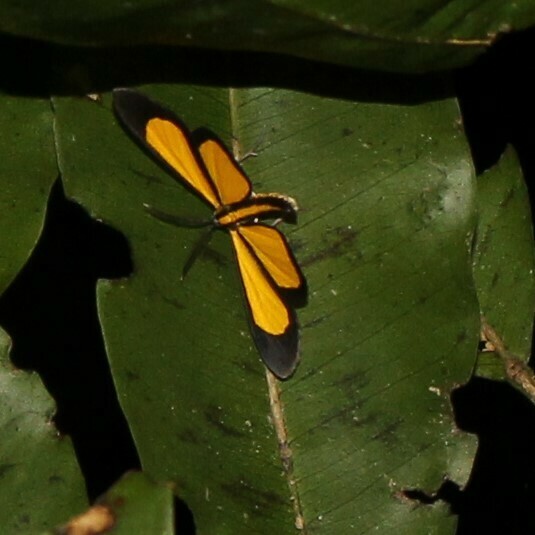 Prominent Moths from Puntarenas Province, Playa Herradura, Costa Rica ...