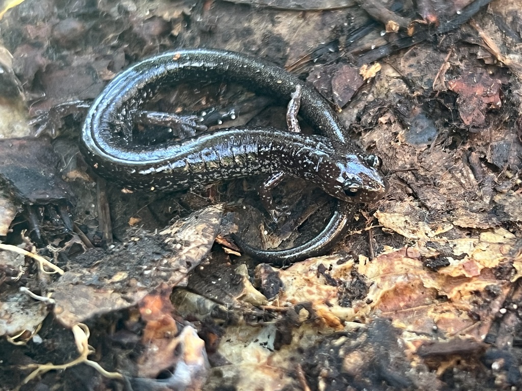 Eastern Red-backed Salamander from Scarlet Tanager Loop, Laurel, MD, US on November 18, 2023 at ...