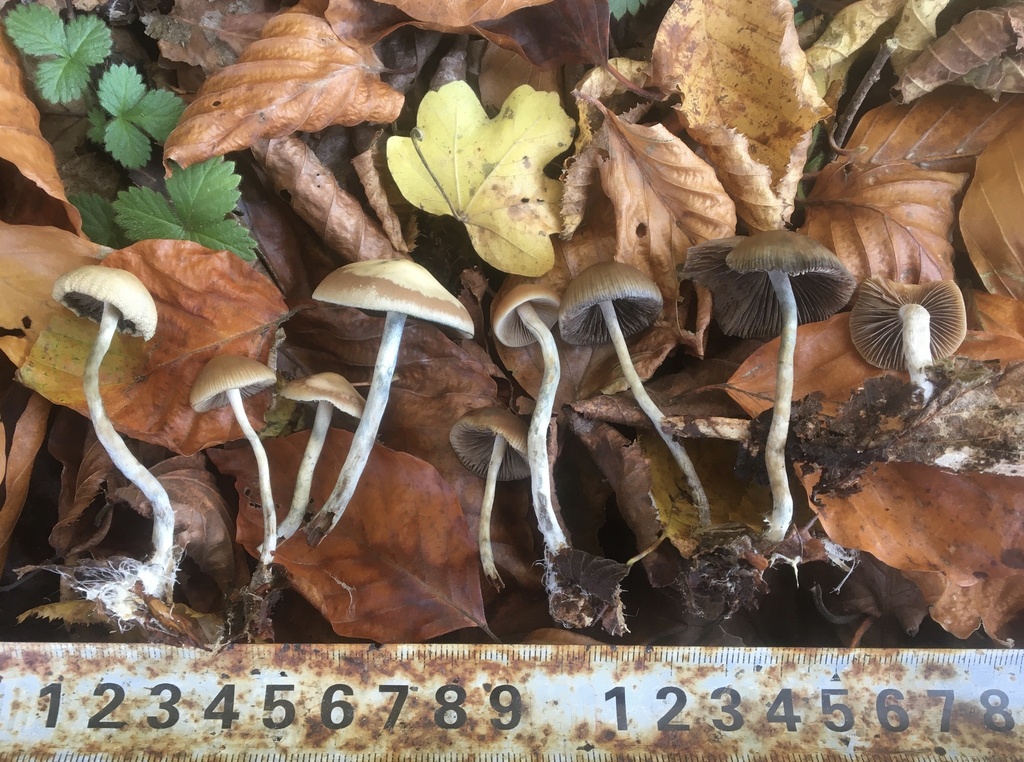 Psilocybe serbica from Crnogorska, Foča, Repubblica Serba, BA on ...