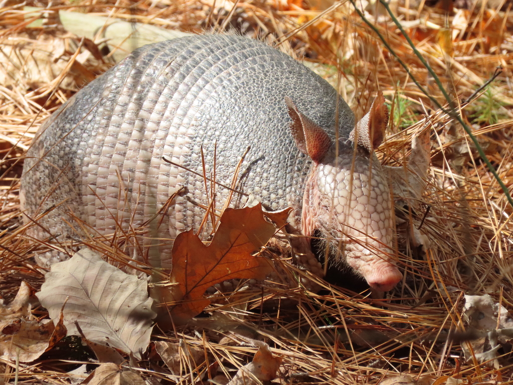 Nine-banded Armadillo from Charleston County, SC, USA on November 18 ...
