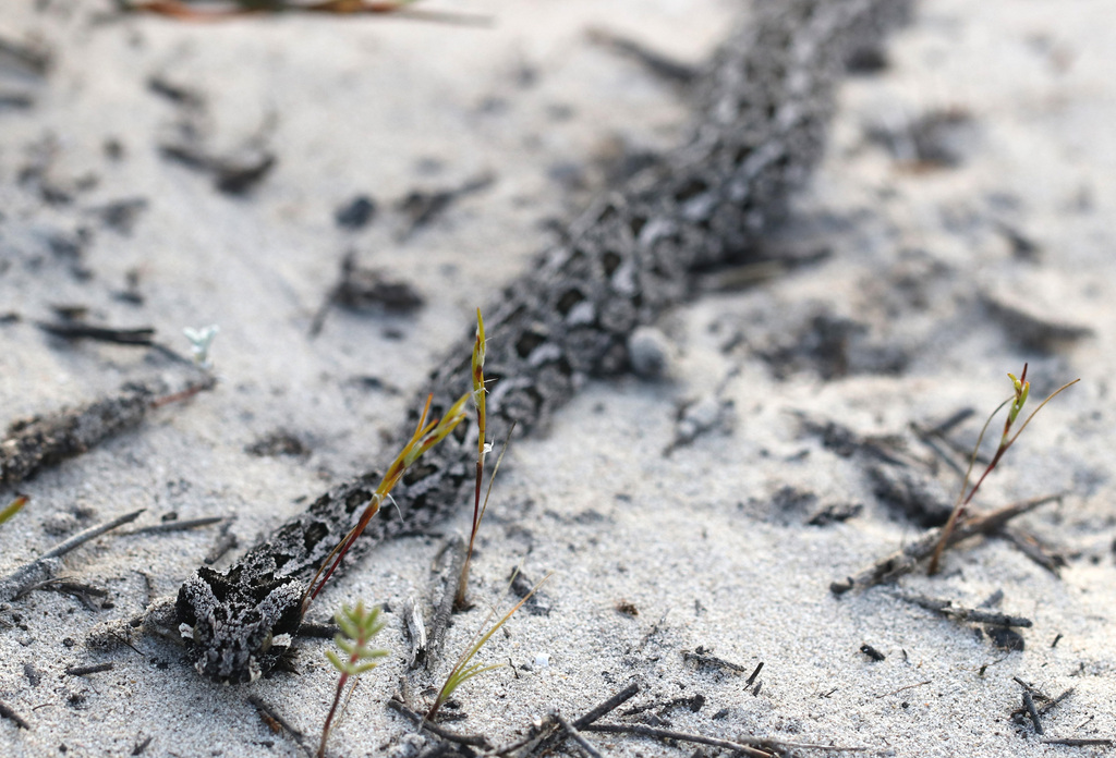 Southern Adder in November 2023 by Ryan van Huyssteen · iNaturalist