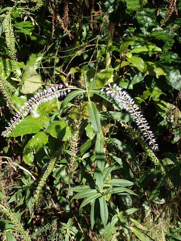 koromiko from Ruatapu 7883, New Zealand on February 22, 2019 at 11:46 ...