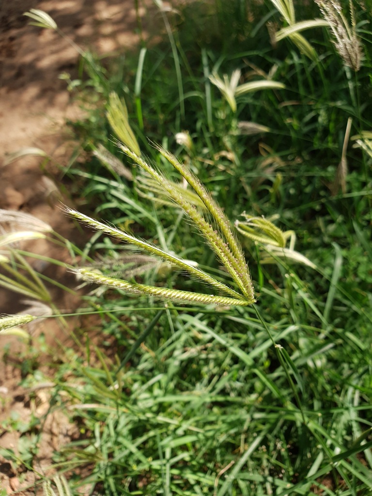 feather finger grass from Mopani District Municipality, South Africa on ...