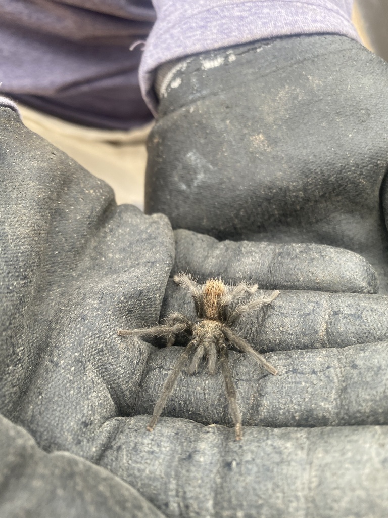 Paloma Dwarf Tarantula from Organ Pipe Cactus National Monument, Ajo ...