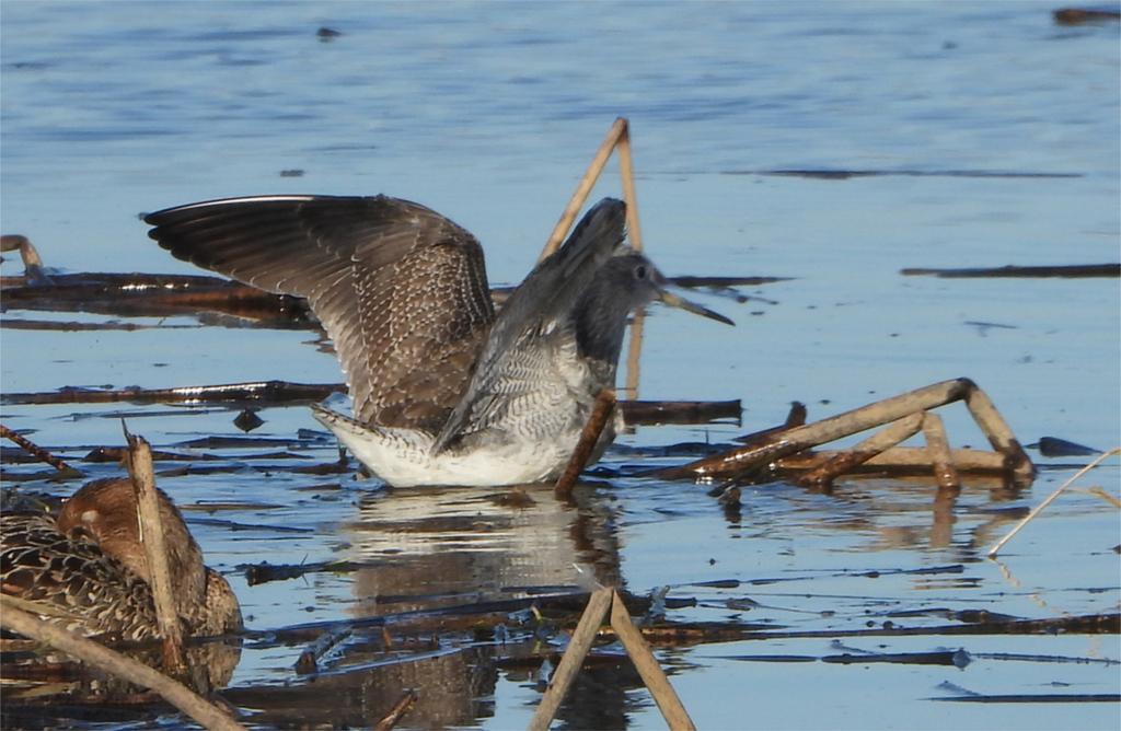 Greater Yellowlegs from Svensen Island on November 17, 2023 at 01:50 PM ...