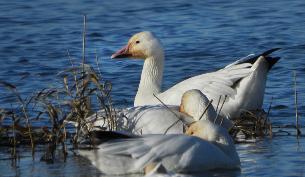 Snow Goose from Svensen Island on November 17, 2023 at 02:15 PM by ...