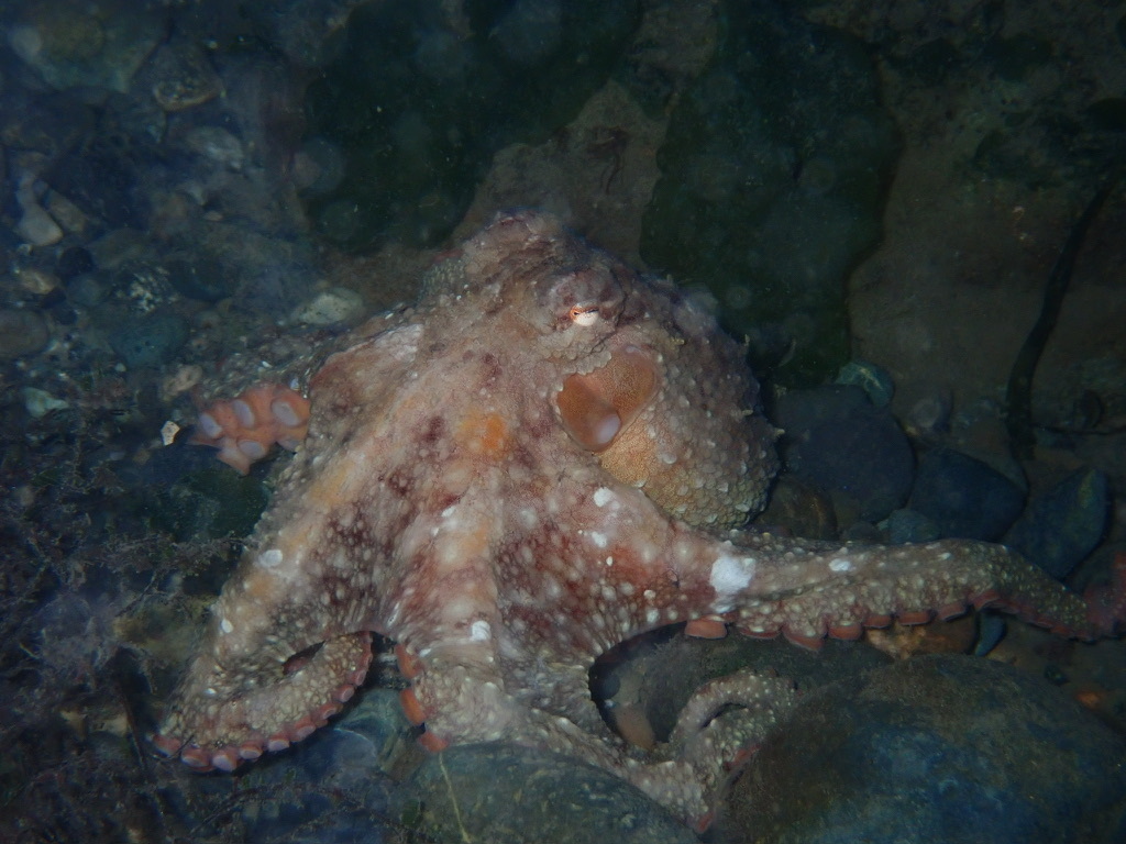 Octopus from Island County, WA, USA on November 18, 2023 at 04:49 PM by ...