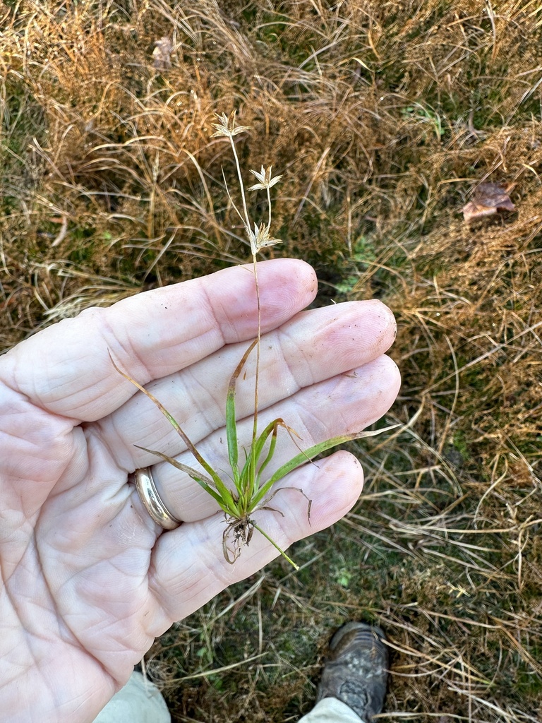 Creeping Rush from Garland County, AR, USA on November 19, 2023 at 08: ...
