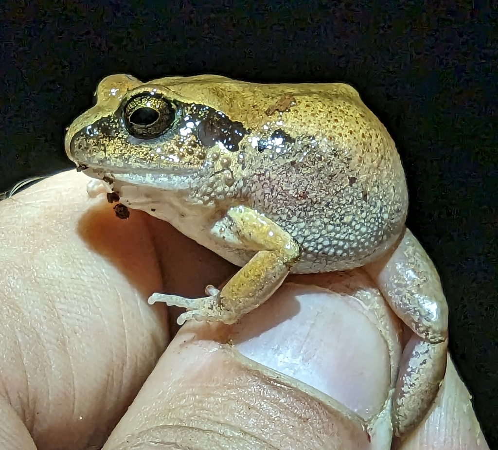 Common Squeaker from Mulanje, Malawi on November 18, 2023 at 06:47 PM ...