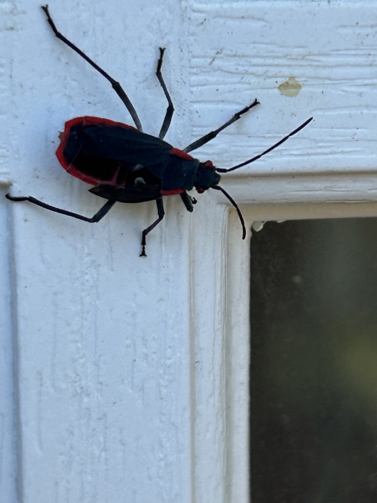 Red-shouldered Bug from Marks Ln, Fort Worth, TX, US on November 14 ...