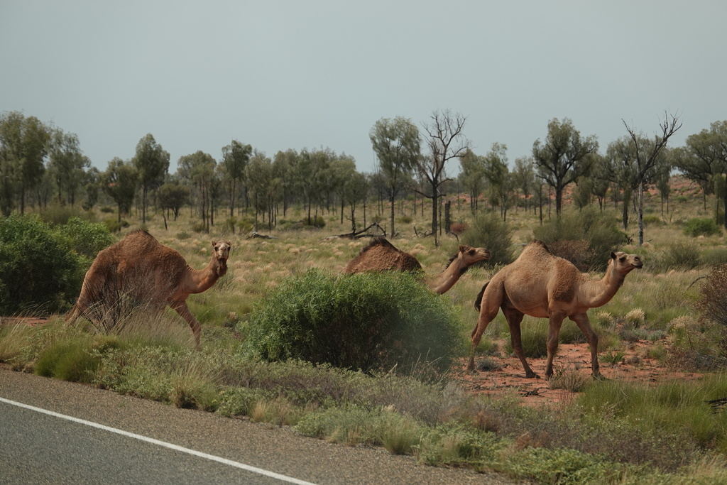 Dromedary Camel from Petermann NT 0872, Australia on November 1, 2023 ...