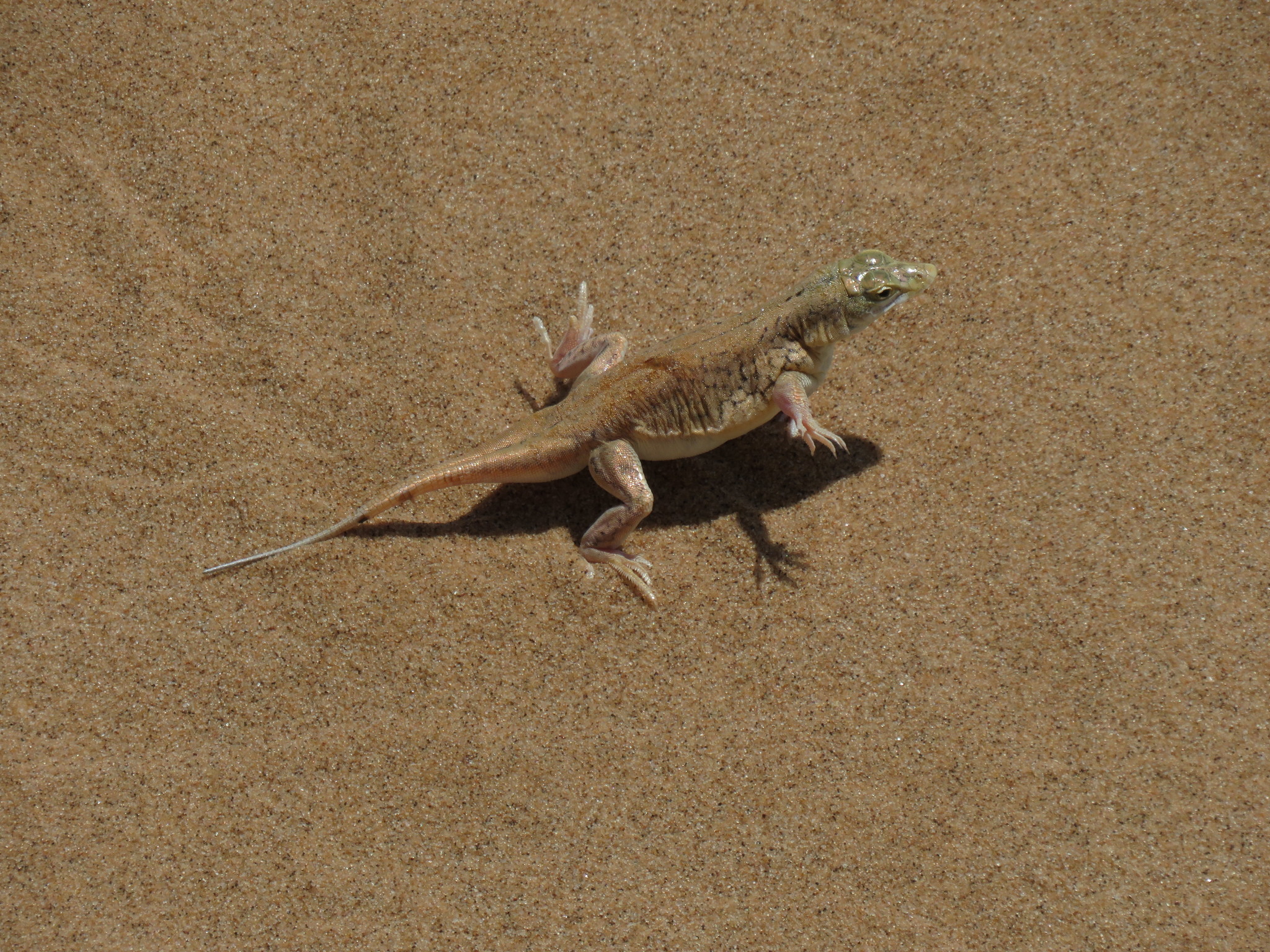 Meroles anchietae (Bocage, 1867)