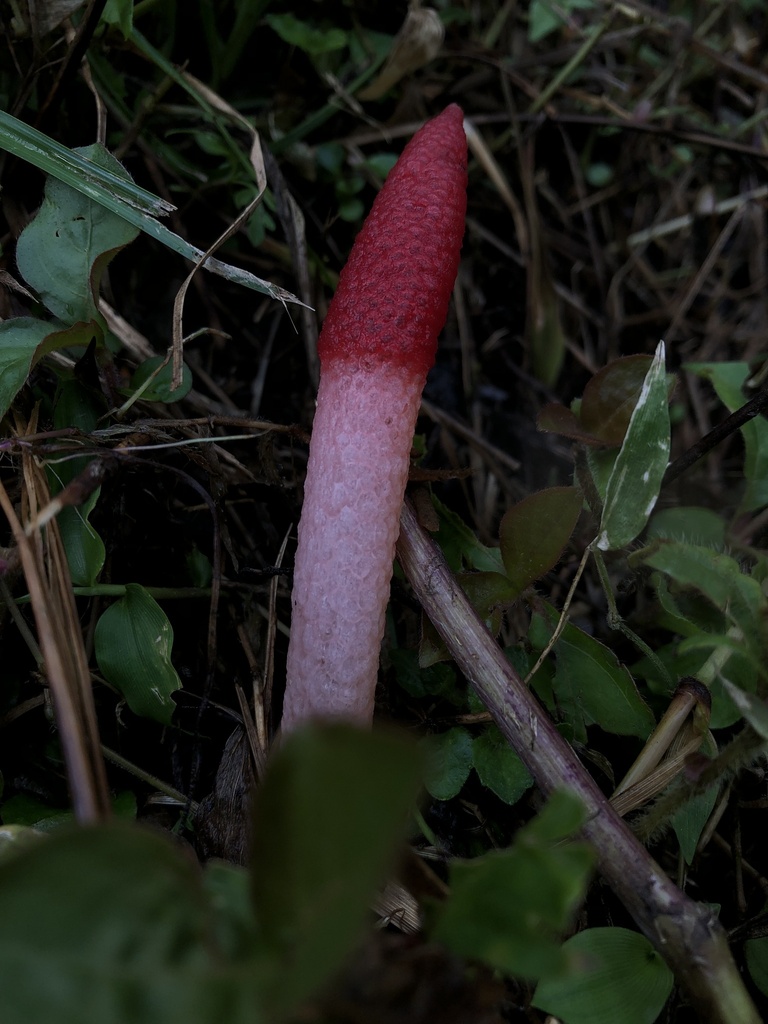 Mutinus argentinus from La Liborina, Támesis, Antioquia, CO on November ...