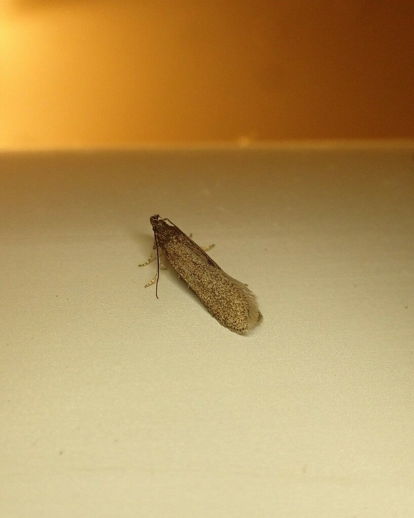 Curved-horn Moths from Val Marie No. 17, SK S0N, Canada on June 1, 2023 ...