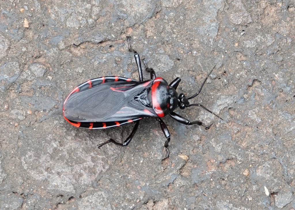 Brontostoma colossus from Puerto Iguazú, Misiones Province, Argentina ...
