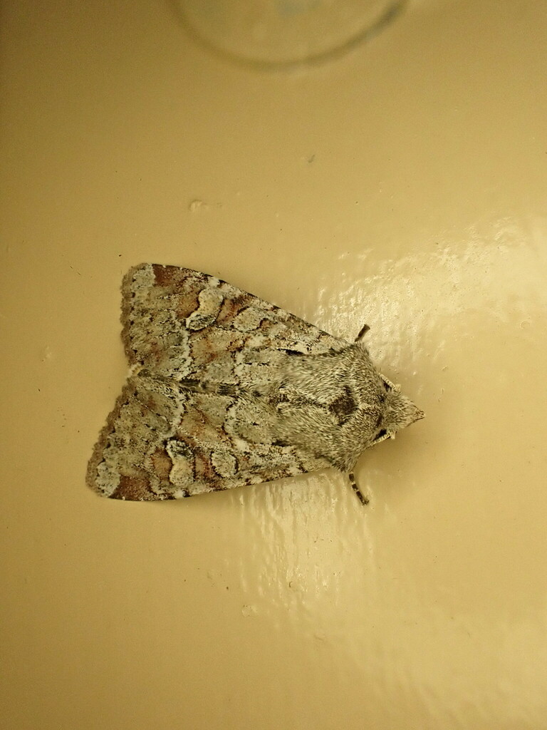 Bordered Apamea Moth from Val Marie No. 17, SK S0N, Canada on June 1 ...