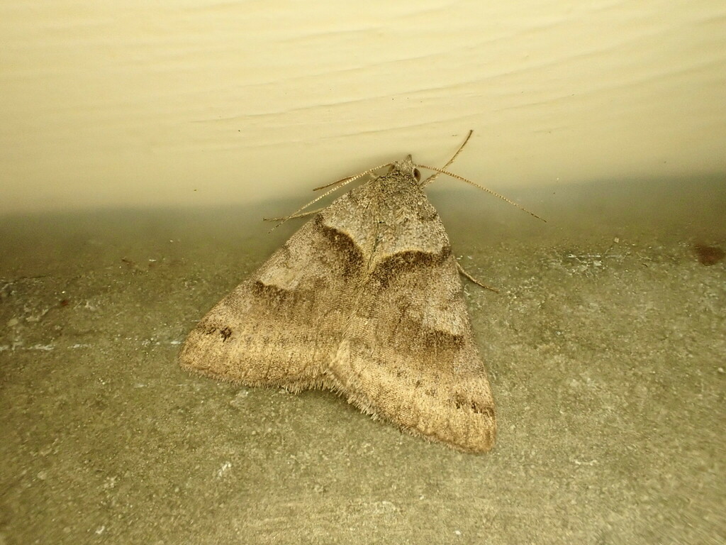 Clover Looper Moth from Val Marie No. 17, SK S0N, Canada on June 1 ...