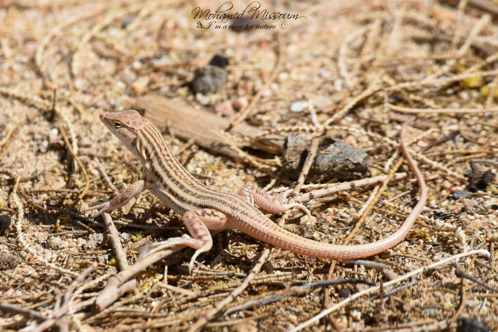 Bosc’s Fringe-toed lizard from Tin Zaoutine, Algeria on November 1 ...