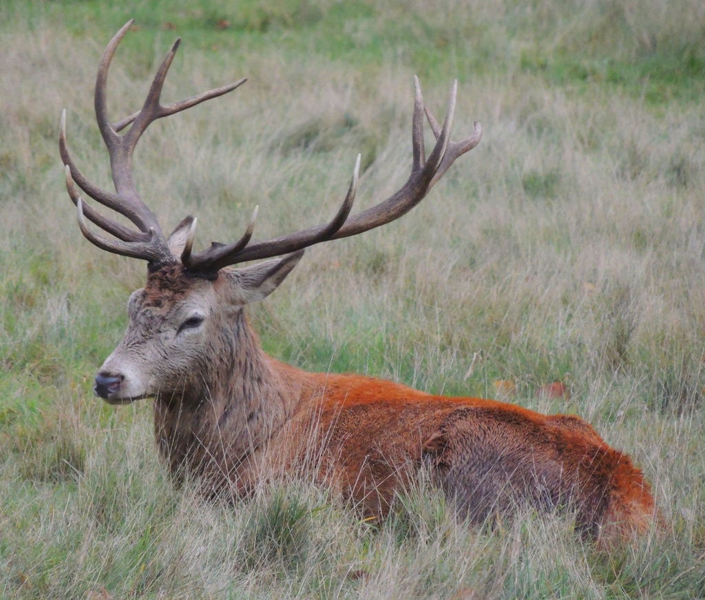 Red Deer from Wollaton, Nottingham, UK on November 18, 2023 at 02:53 PM ...