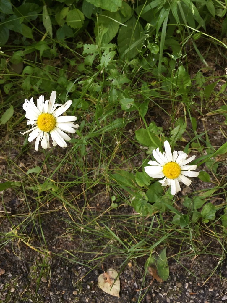 oxeye daisy from River Valley Whitemud, Edmonton, AB, Canada on July 10 ...