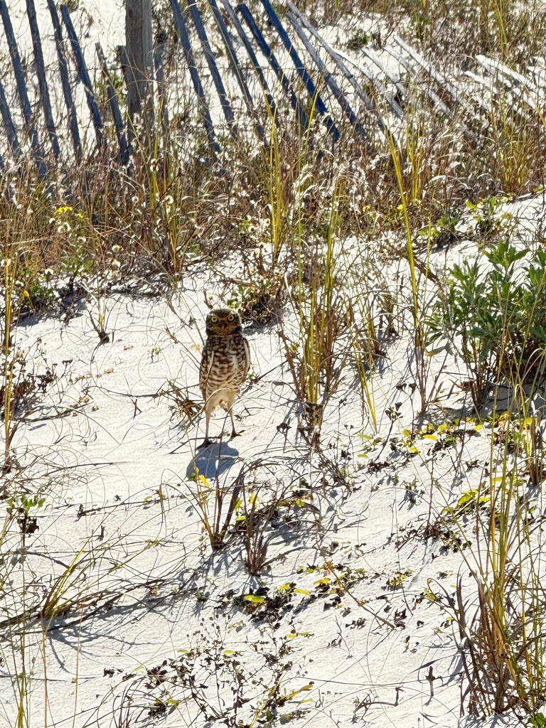 Burrowing Owl from Grass Island, Gulf Shores, AL, US on November 19 ...