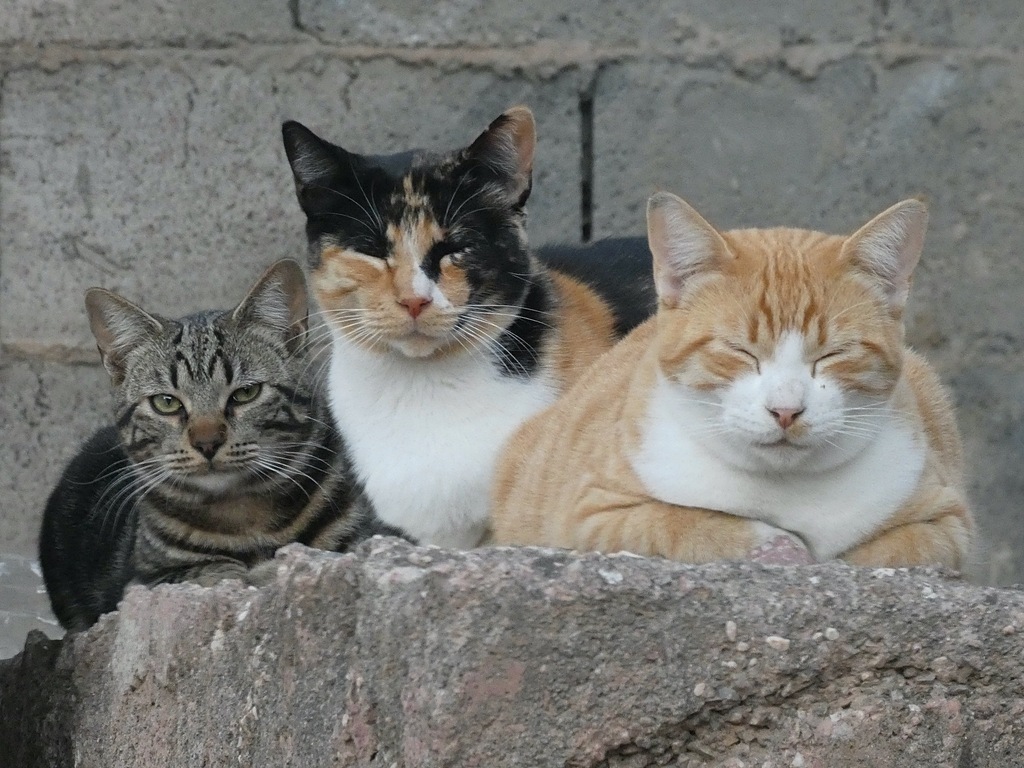 Domestic Cat from 29200 Antequera, Málaga, Spain on November 19, 2023 ...