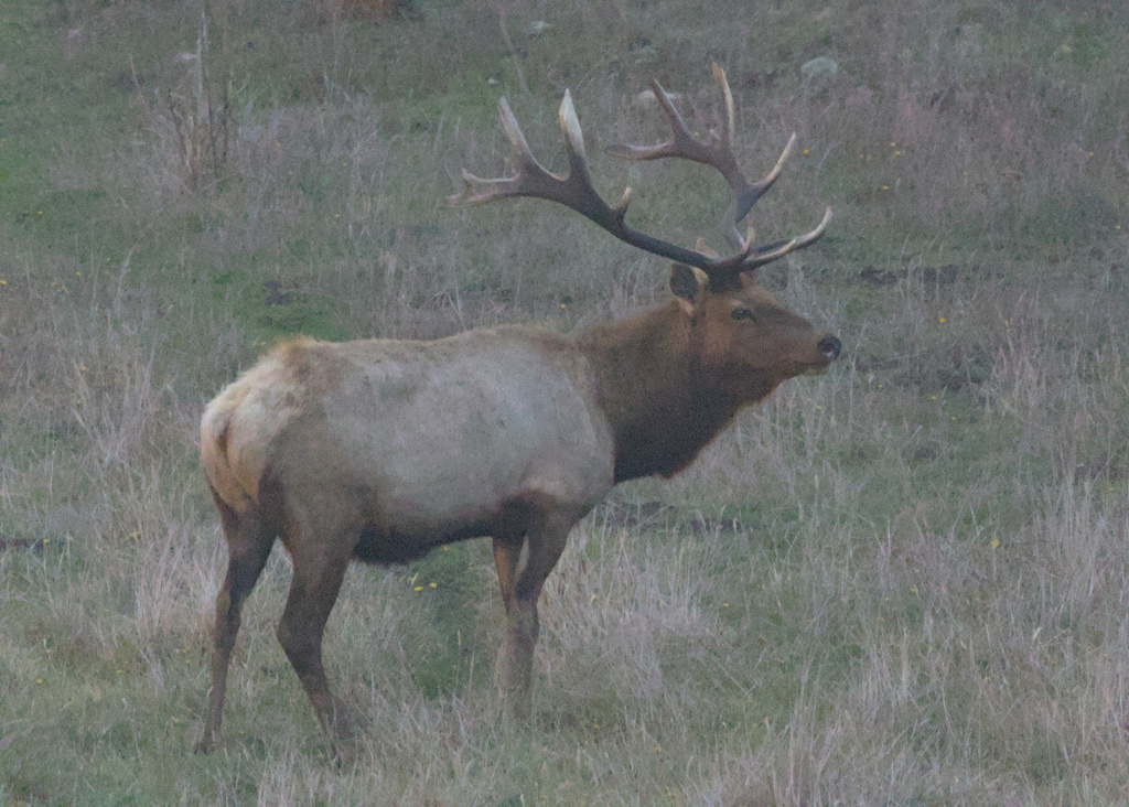 Wapiti in November 2023 by Sam Rawlins · iNaturalist