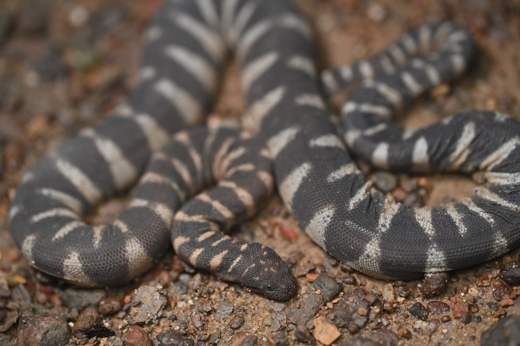 Marine File Snake from Utarakit Rd., Mueang Krabi, Krabi, TH on ...