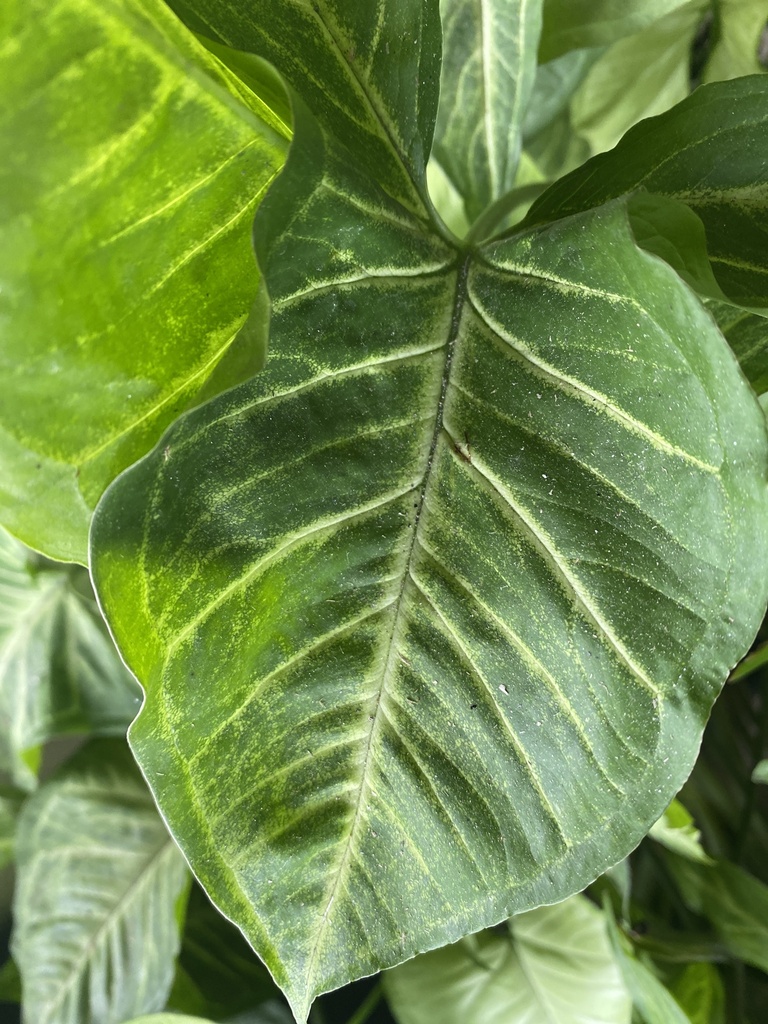 Goosefoot-plant from Allende, N.L., MX on November 19, 2023 at 12:09 PM ...