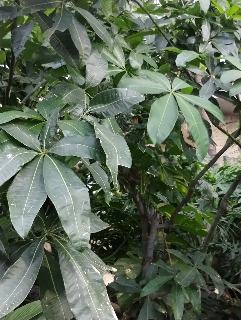 saba nut tree from Fluvial Vallarta, Puerto Vallarta, Jal., México on ...