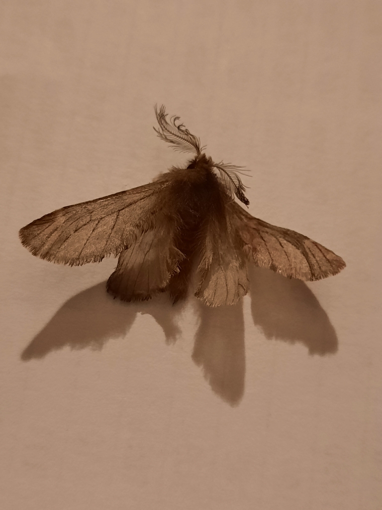 Plumed Prominent from 07749 Jena, Deutschland on November 19, 2023 at ...