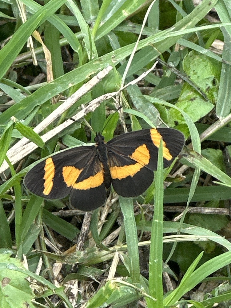 Elf Butterfly from Allende, N.L., MX on November 19, 2023 at 12:24 PM ...