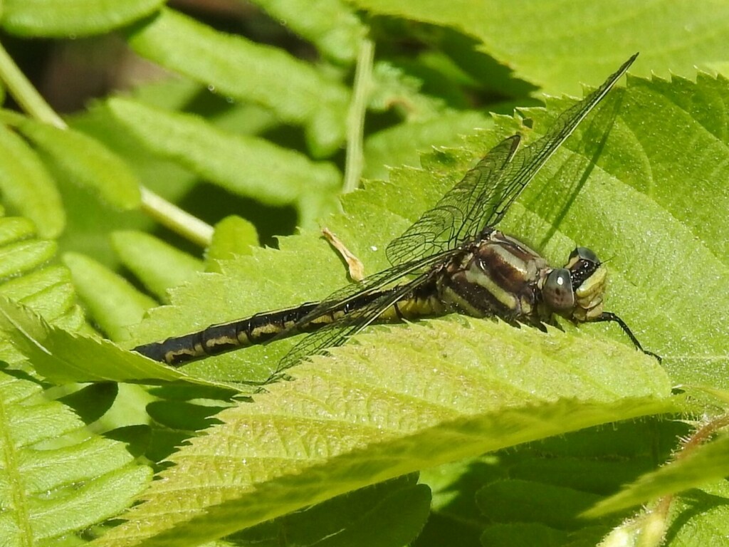 Dusky Clubtail from Lanark County, ON, Canada on June 3, 2023 at 01:45 ...