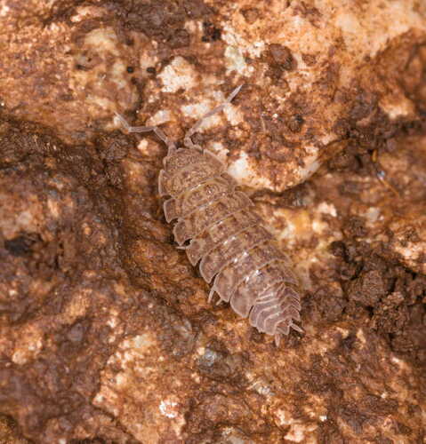 Nagurus carinatus · iNaturalist United Kingdom