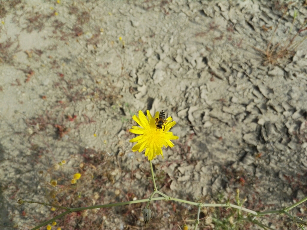 Western Honey Bee from Jassem Mohammad Al-Kharafi Rd, Sabah Al Salem ...