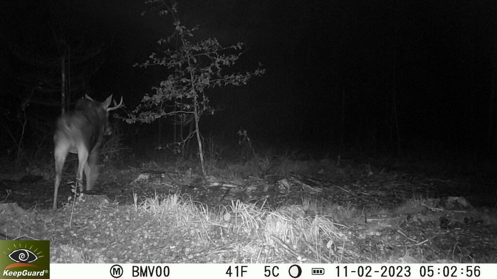 European Elk from Новгородский р-н, Новгородская обл., Россия on ...
