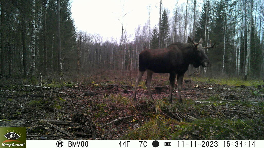 European Elk from Новгородский р-н, Новгородская обл., Россия on ...