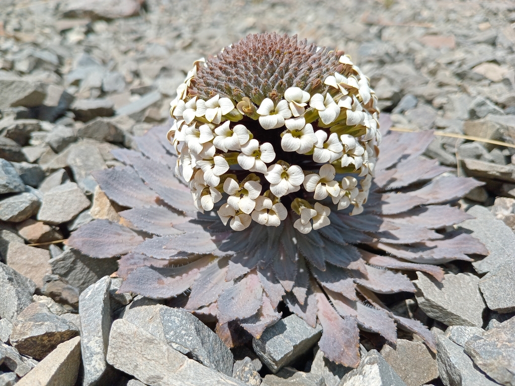 Penwiper from St James Range 7395, New Zealand on November 18, 2023 at ...