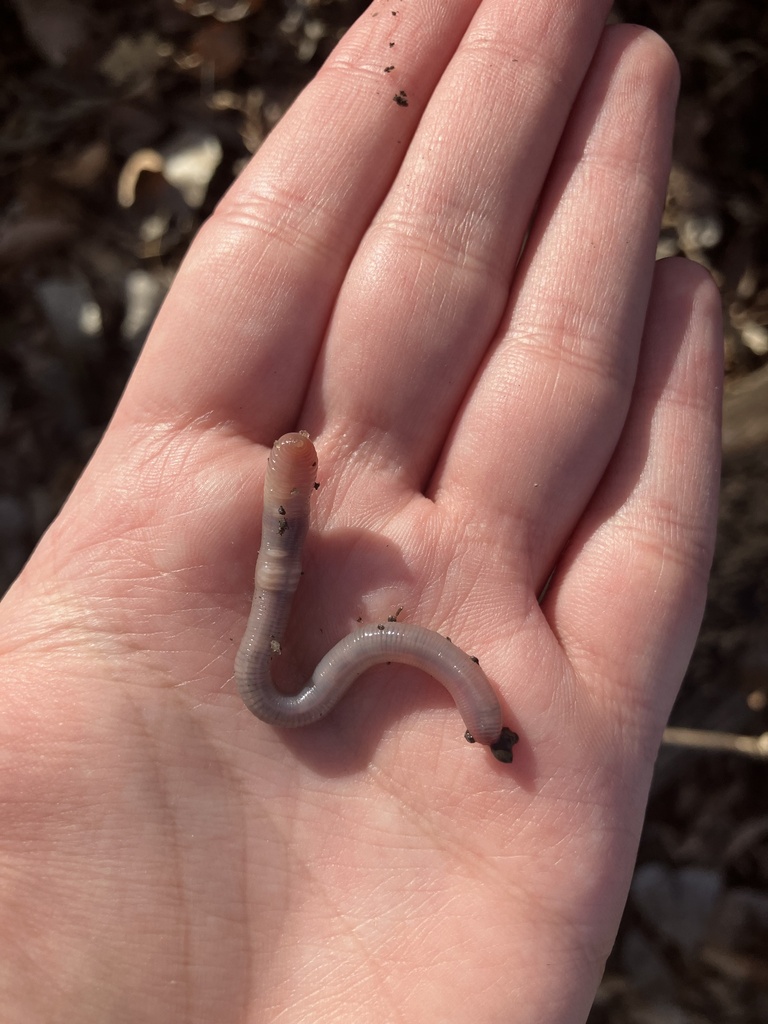 Common Earthworm from 129th Ave N, Dayton, MN, US on November 19, 2023 at 12:35 PM by Sean Ford ...