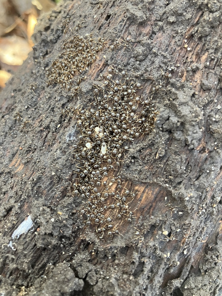 Woodland Fuzzy Ant from 129th Ave N, Dayton, MN, US on November 19 ...