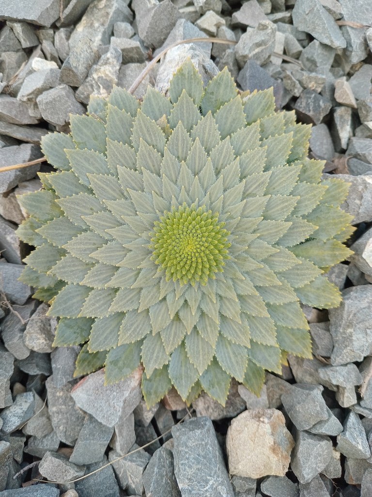 Penwiper from St James Range 7395, New Zealand on November 18, 2023 at ...