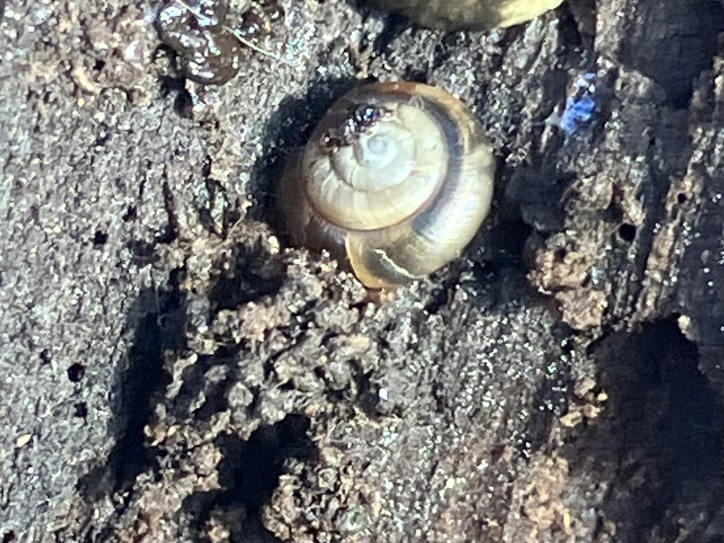 Gloss snails from 129th Ave N, Dayton, MN, US on November 19, 2023 at ...