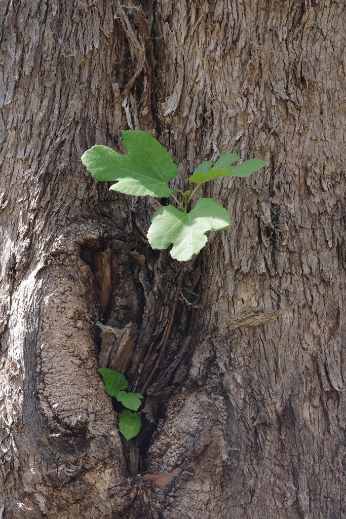 common fig from Warrenbayne VIC 3670, Australia on November 6, 2023 at ...