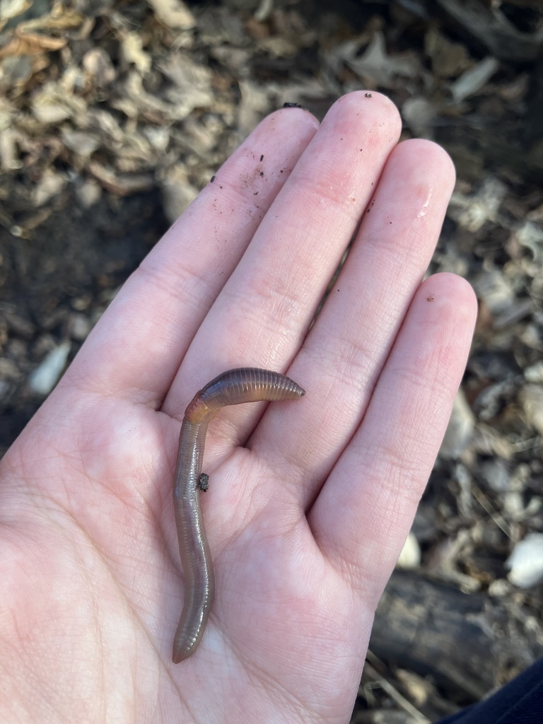 Redhead Worm from 129th Ave N, Dayton, MN, US on November 19, 2023 at ...