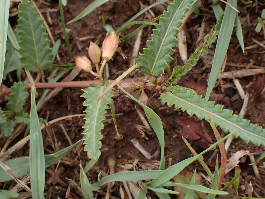 Gusha from Orkney, South Africa on November 18, 2023 at 11:04 AM by ...